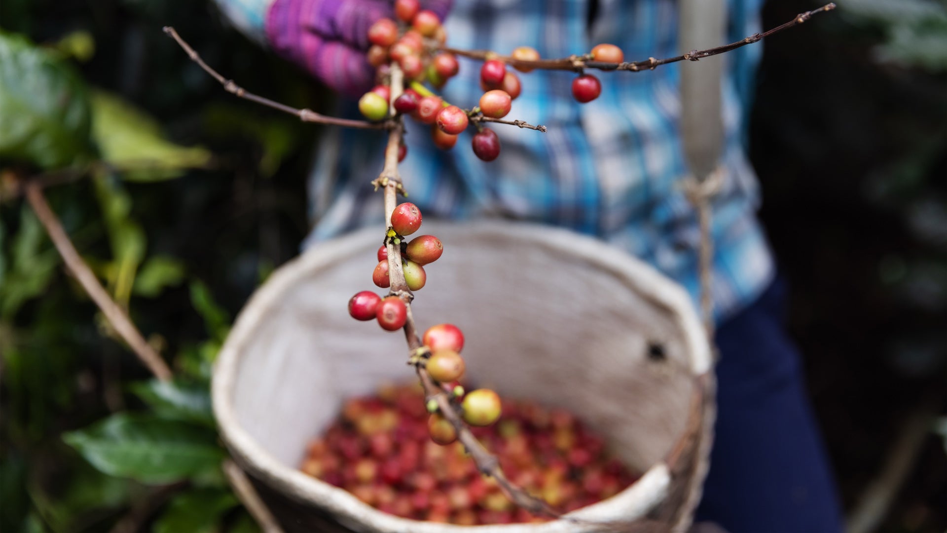 O @ A Coffee and Supply – O & A Coffee