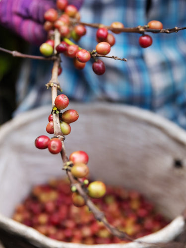 O @ A Coffee and Supply – O & A Coffee